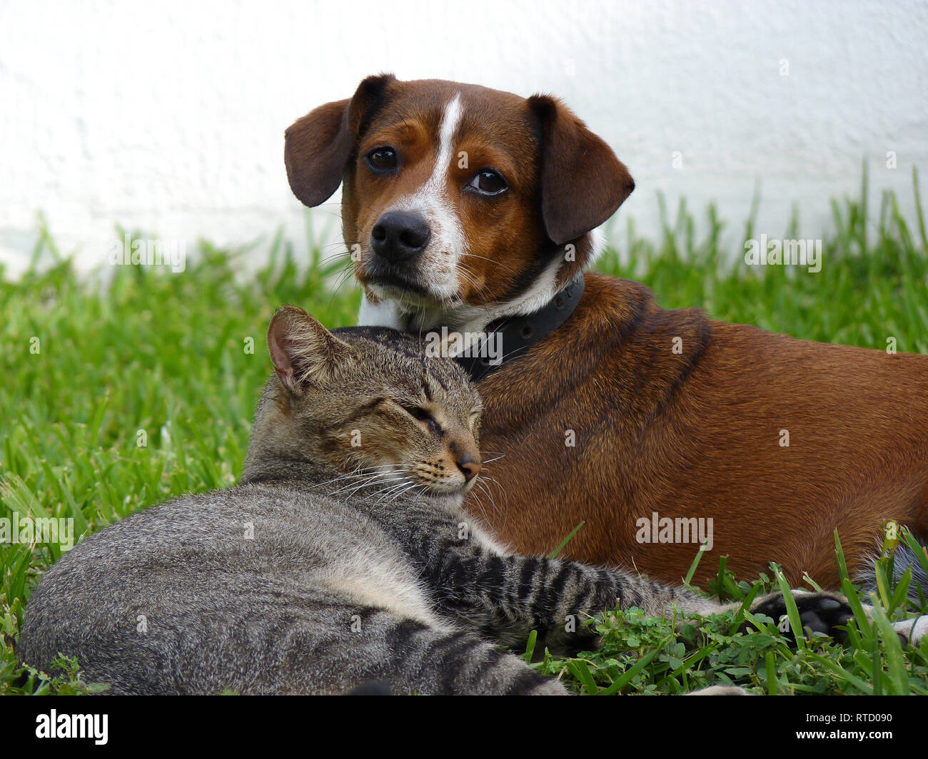 Beagle cat dog, a rare but true friendship Stock Photo - Alamy