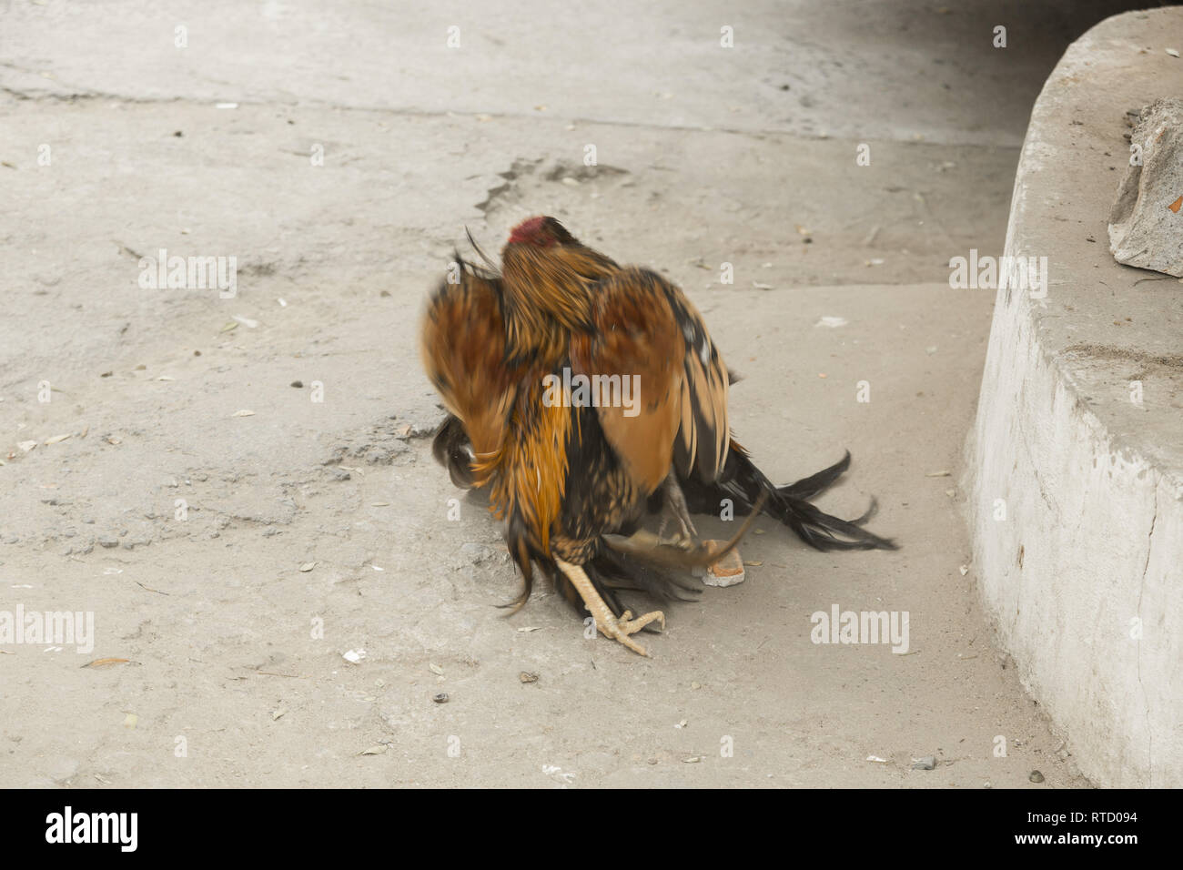 Rooster fighting in Cambodia Stock Photo - Alamy