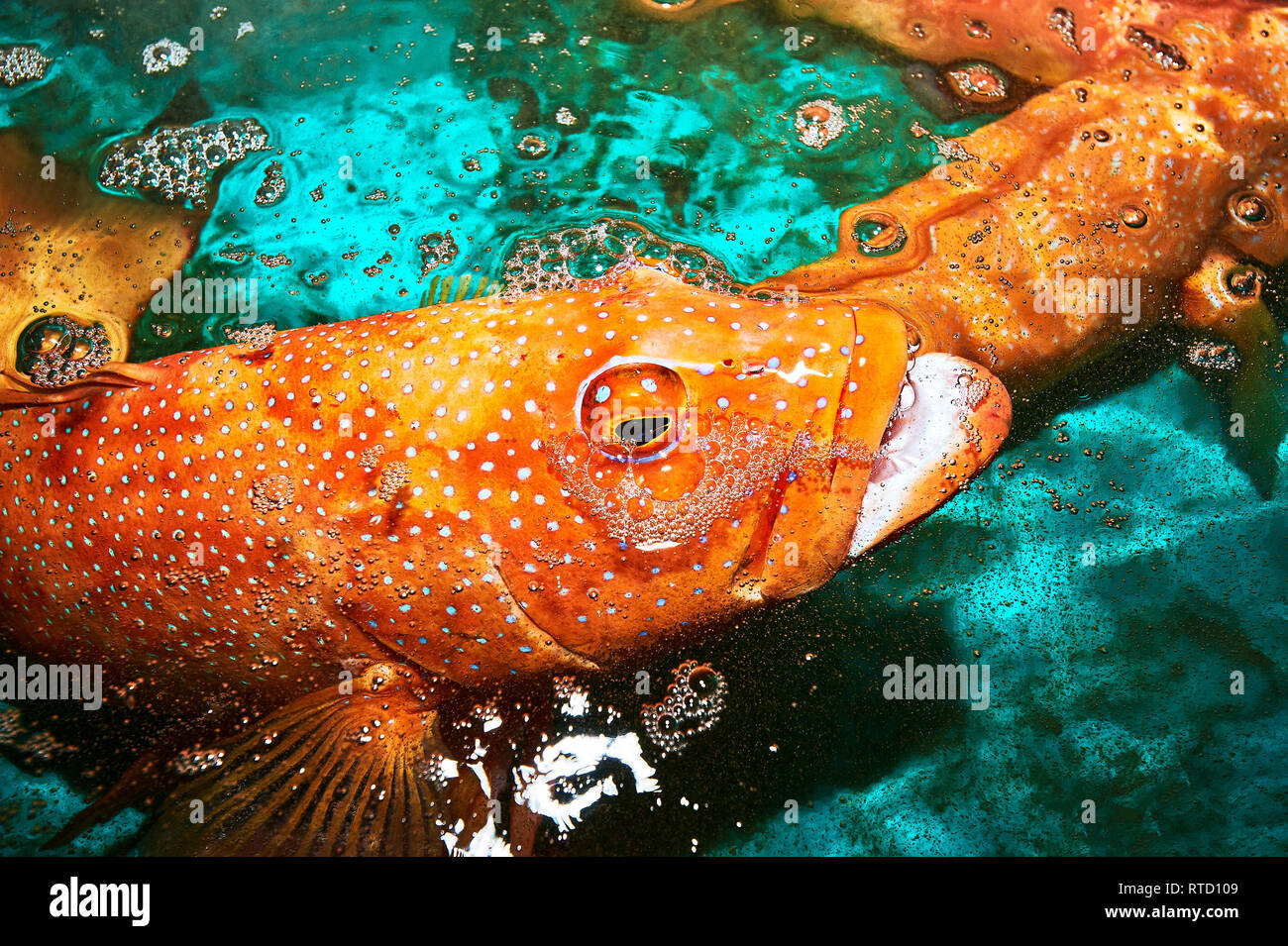 Lapu lapu hi-res stock photography and images - Alamy