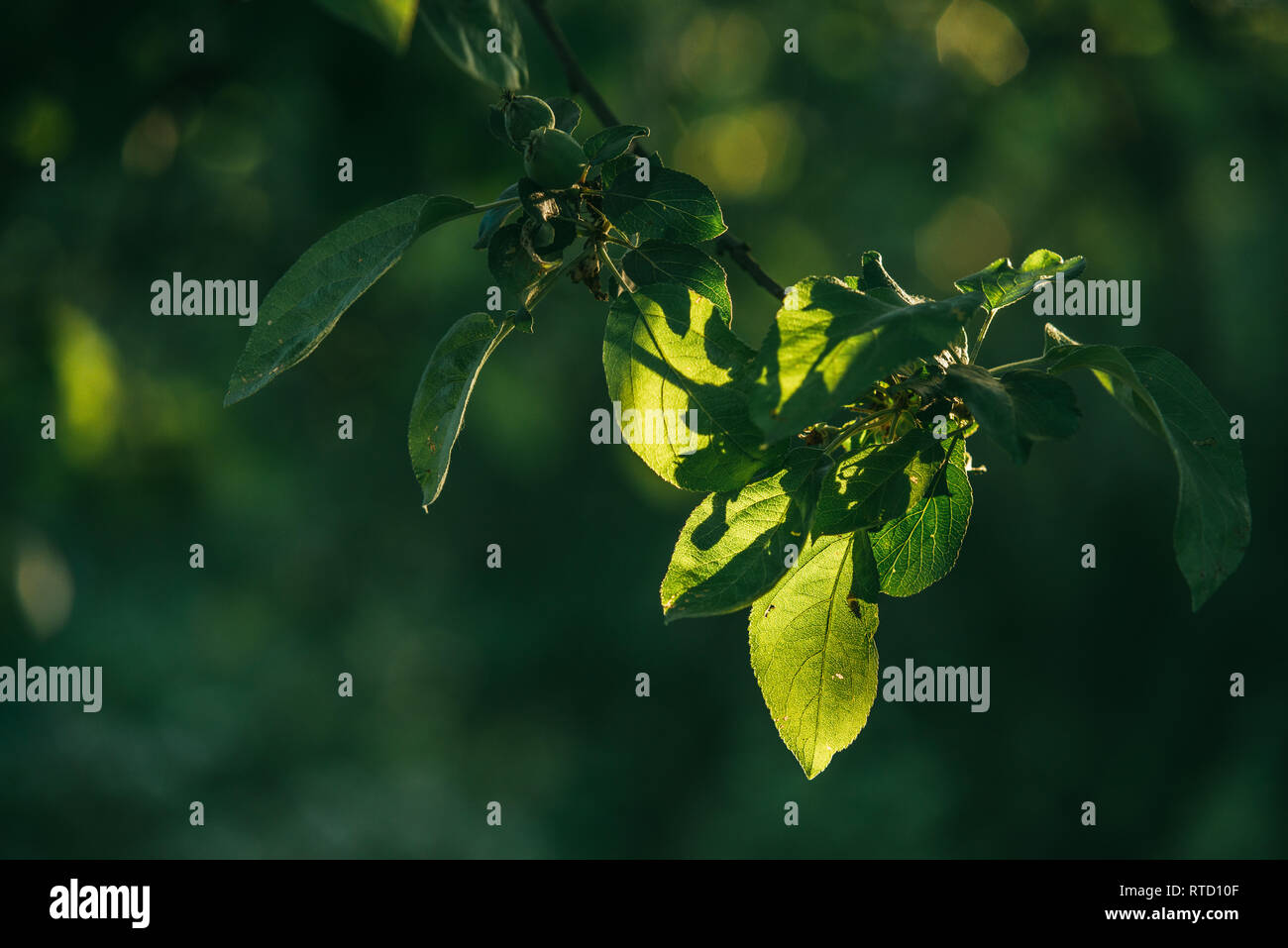 Apple tree branches with small green apples lit by sun shining through ...