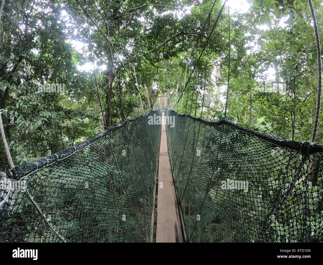 Treetop Canopy Walk at Poring hot spring Ranau sabah, Malaysia Stock ...