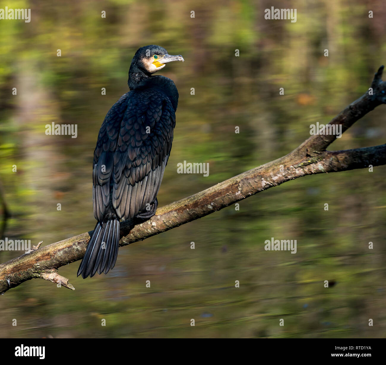The great cormorant, Phalacrocorax carbo known as the great black ...