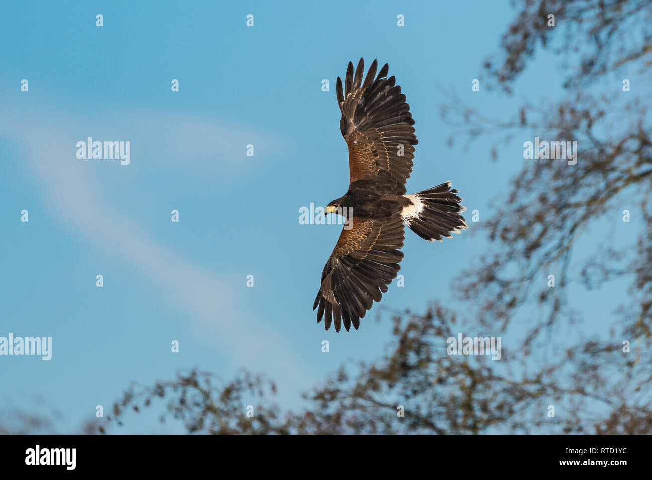 The Harris's hawk, Parabuteo unicinctus formerly known as the bay ...
