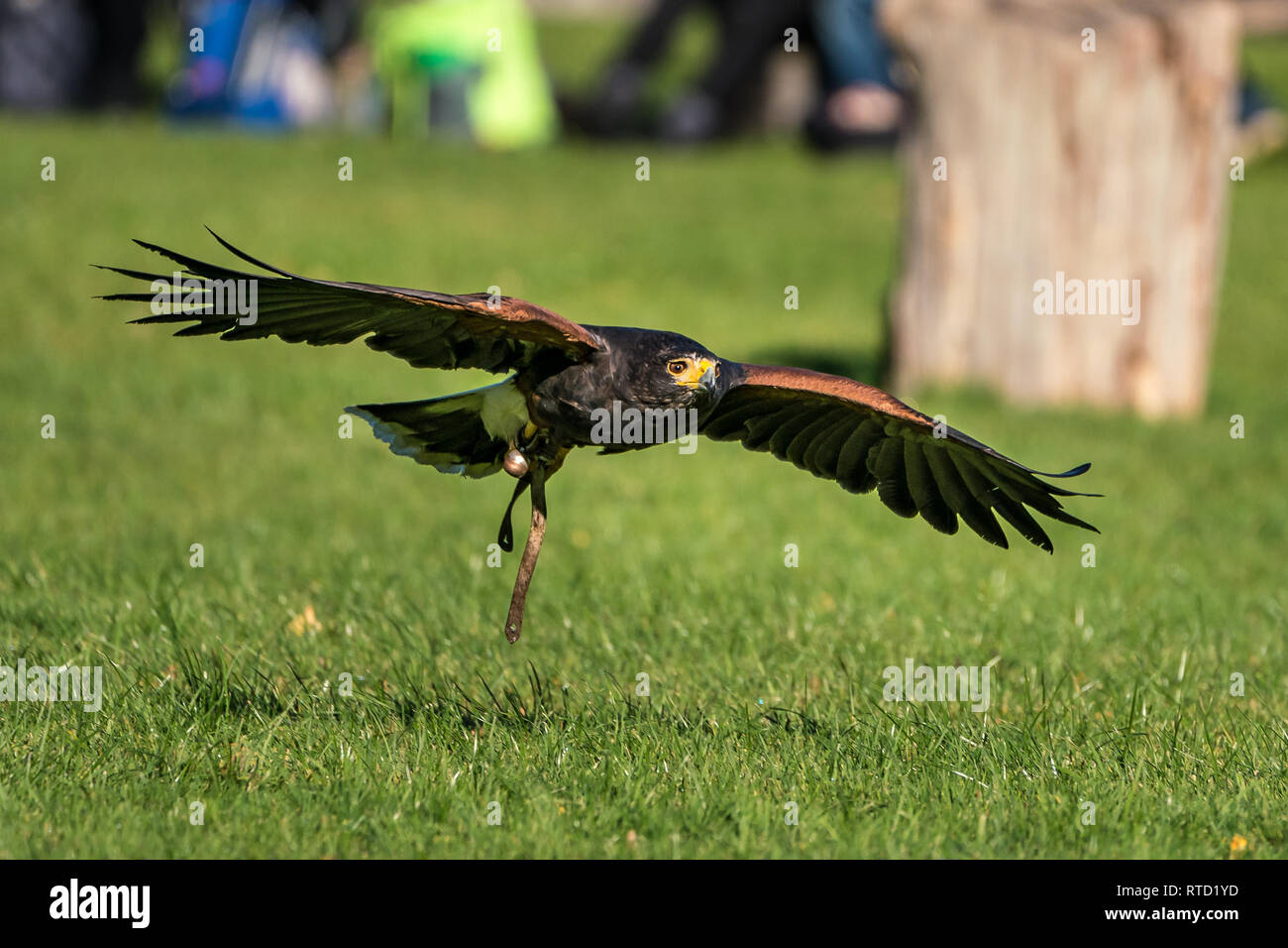 The Harris's hawk, Parabuteo unicinctus formerly known as the bay ...