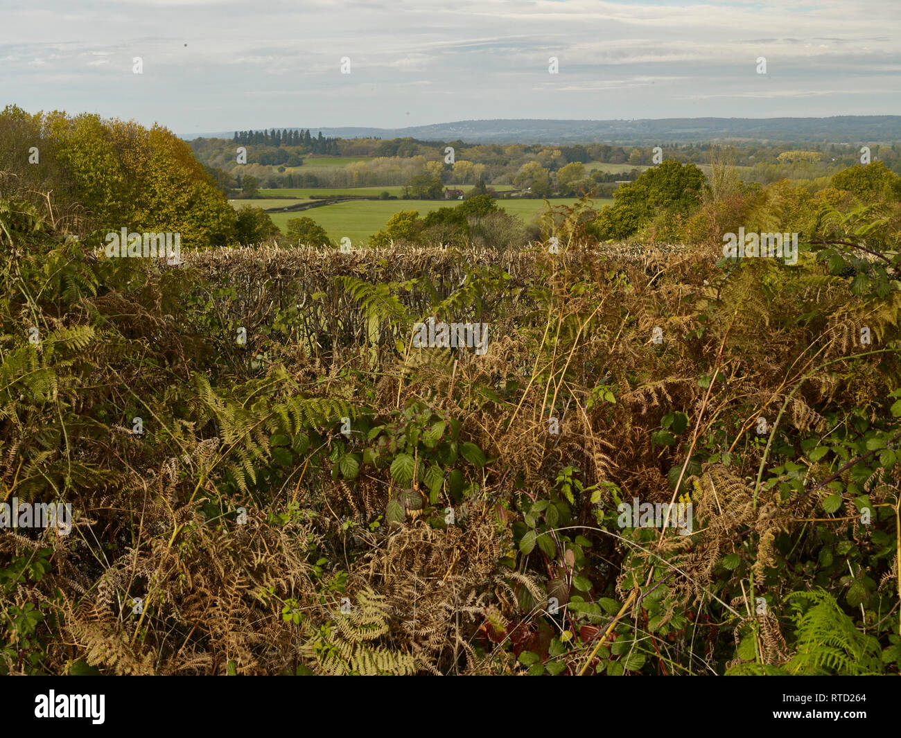Tangled fronds hi-res stock photography and images - Alamy