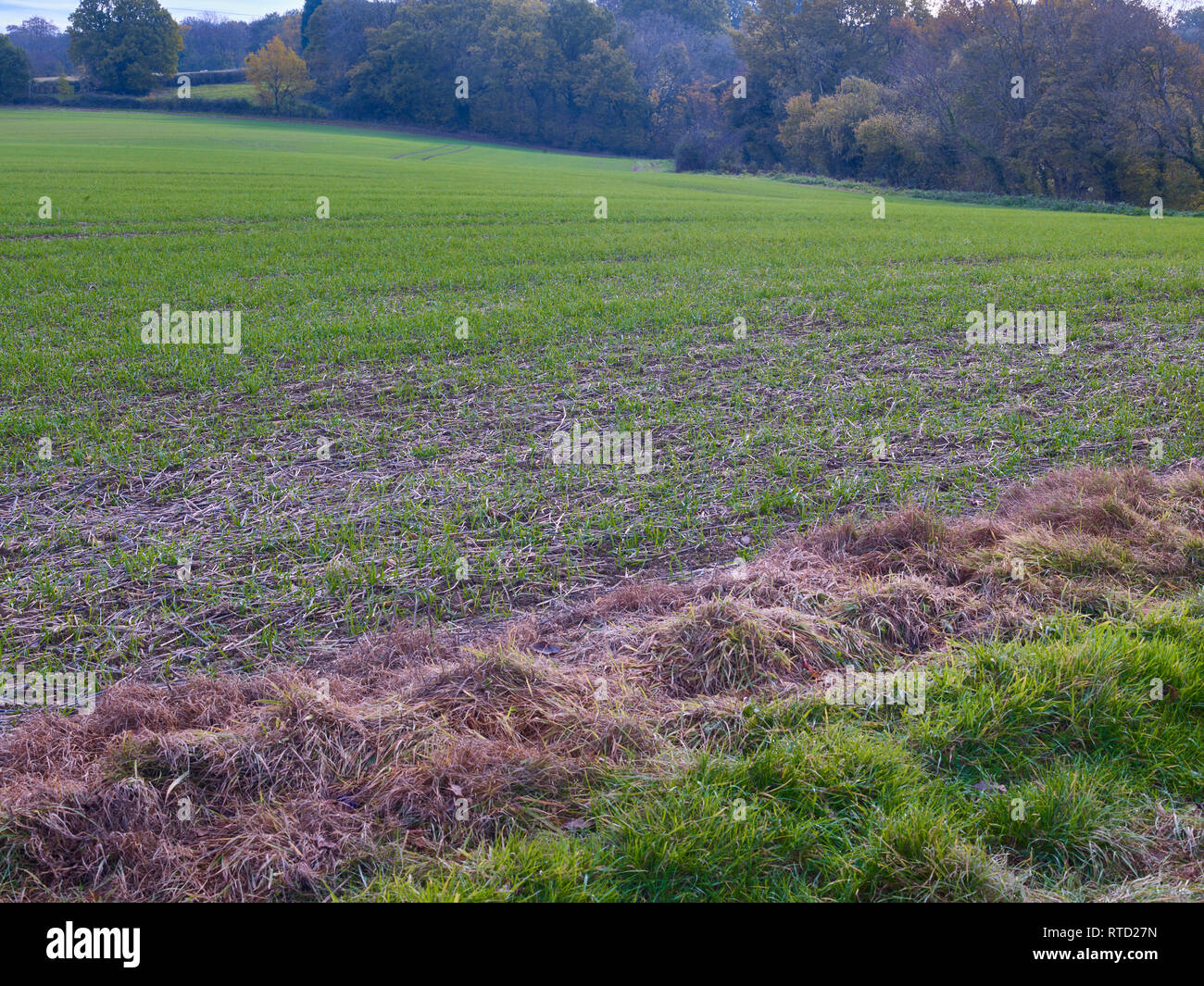 Open Kent farmland landscape under grass with managed woodland edging ...