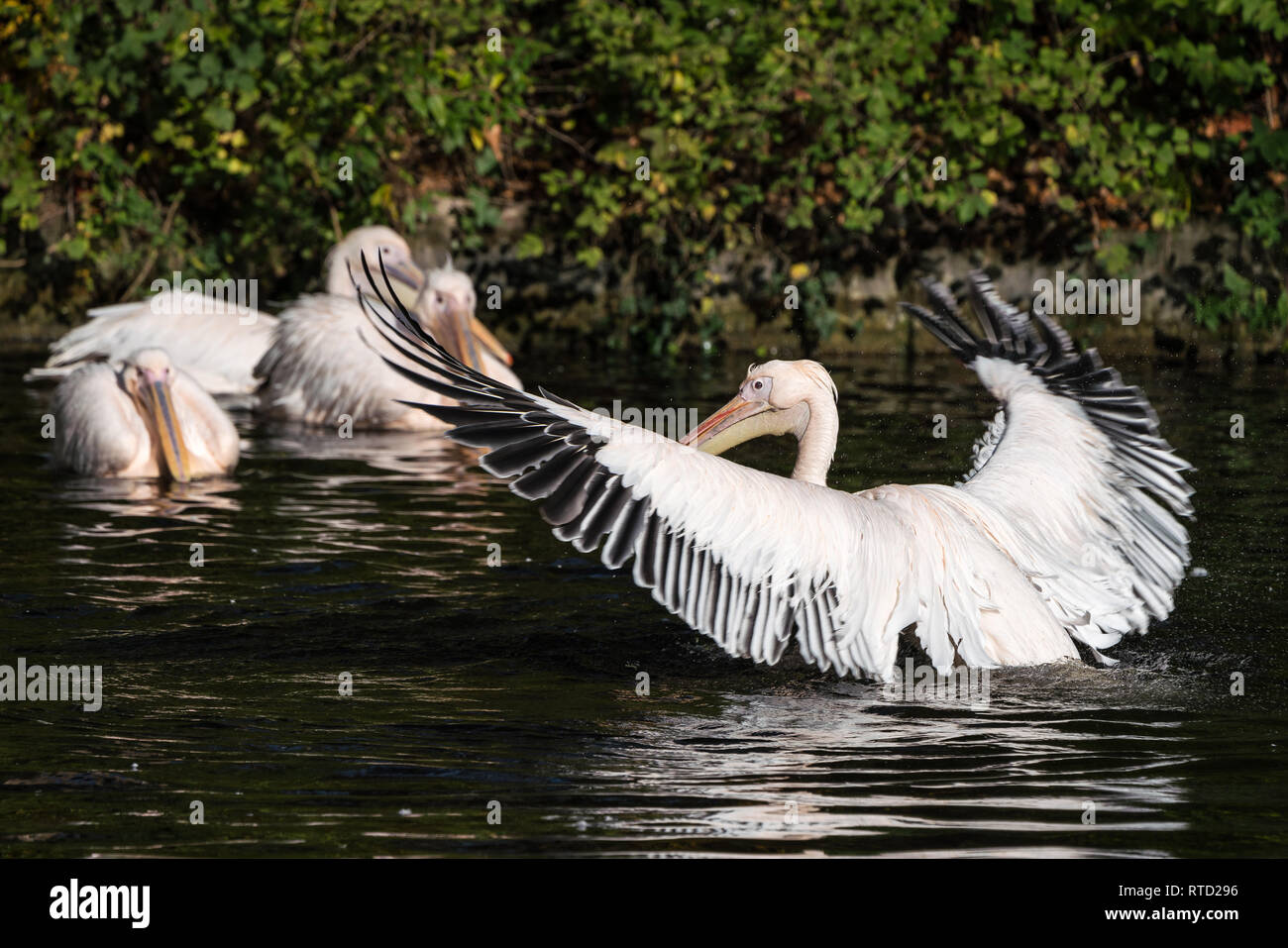 The Great White Pelican, Pelecanus onocrotalus also known as the rosy ...
