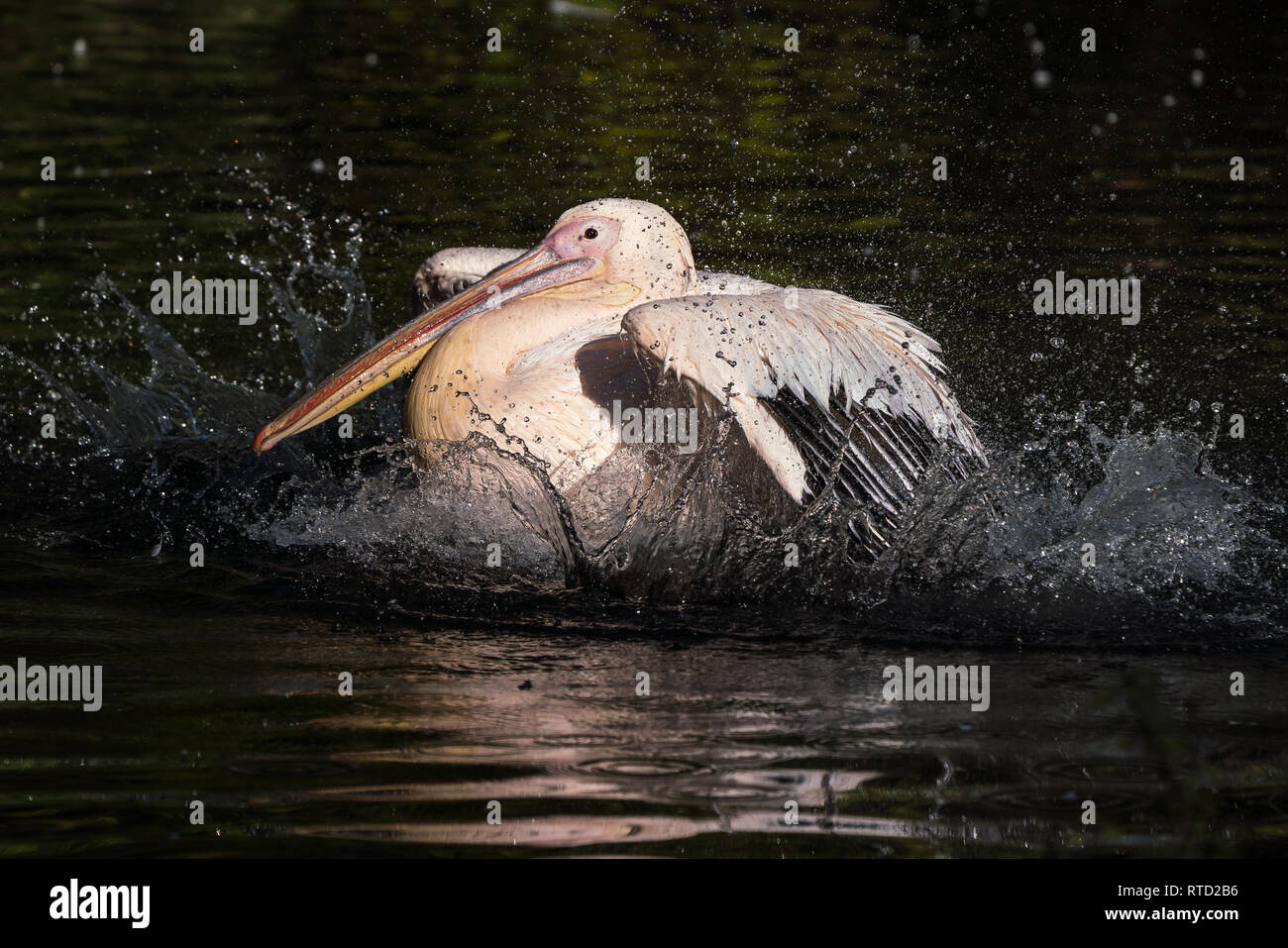 The Great White Pelican, Pelecanus onocrotalus also known as the rosy ...