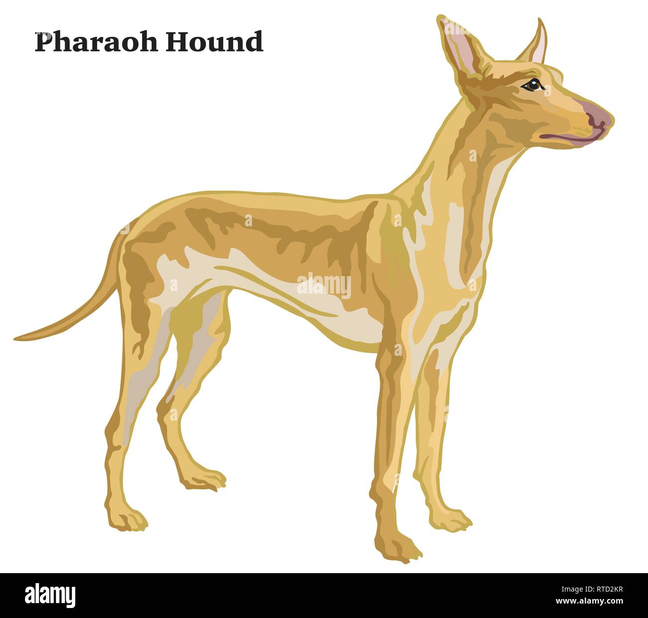 Decorative outline portrait of standing in profile dog Pharaoh Hound ...