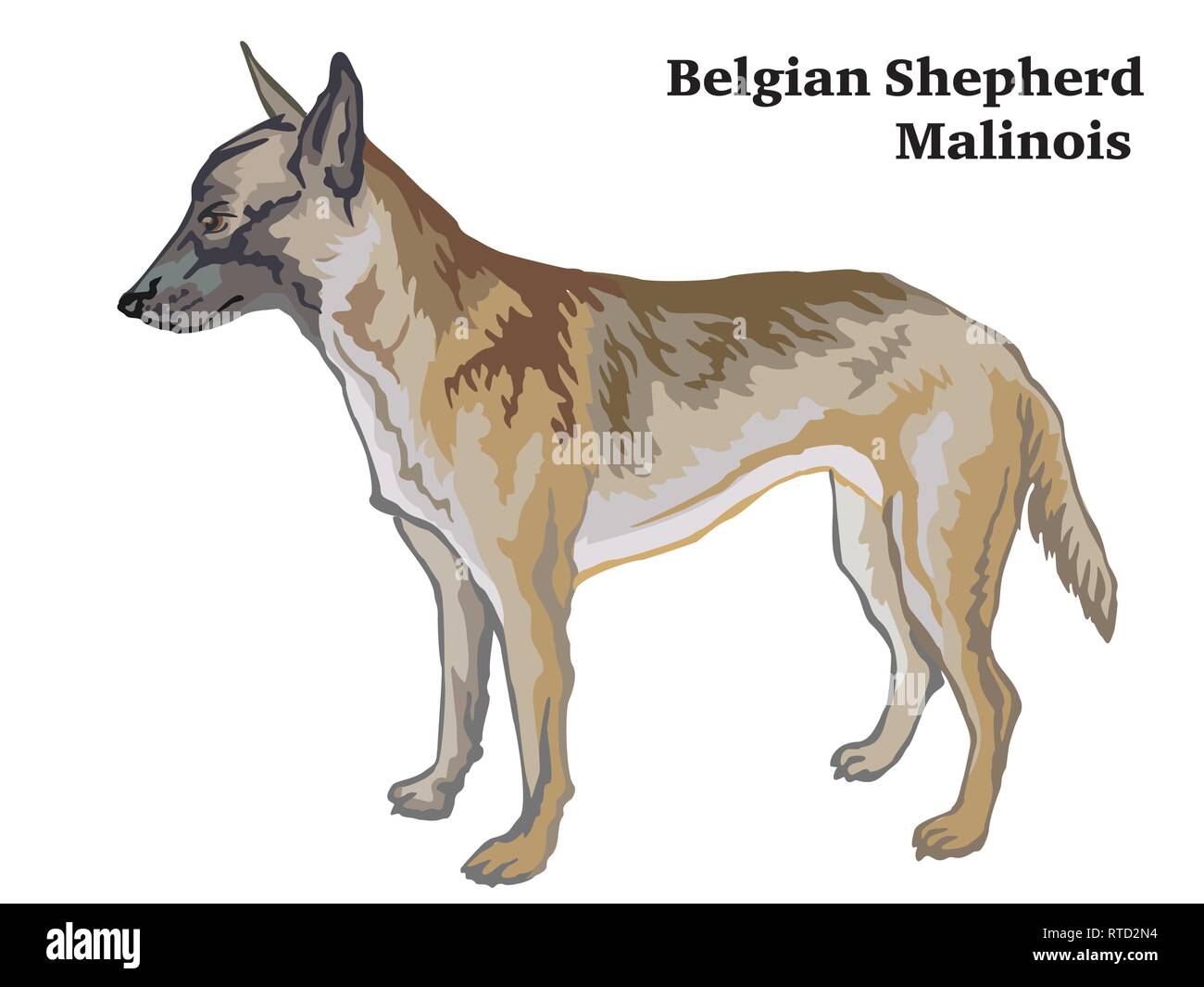 Decorative outline portrait of standing in profile dog Belgian Shepherd ...