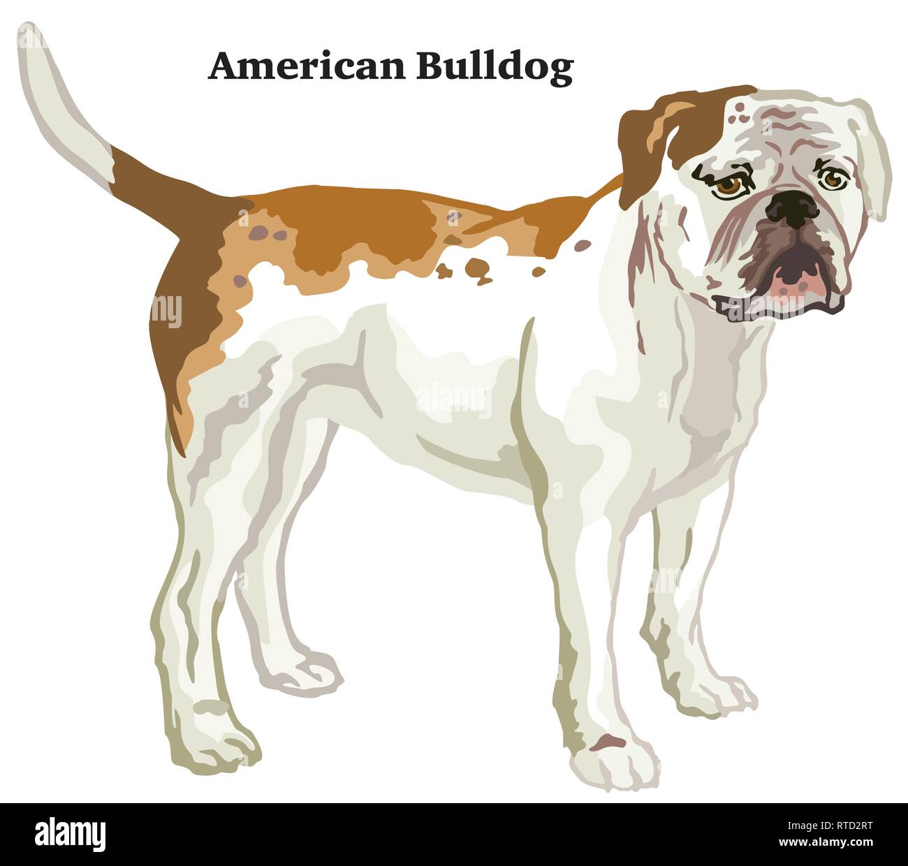 American Bulldog Drawing