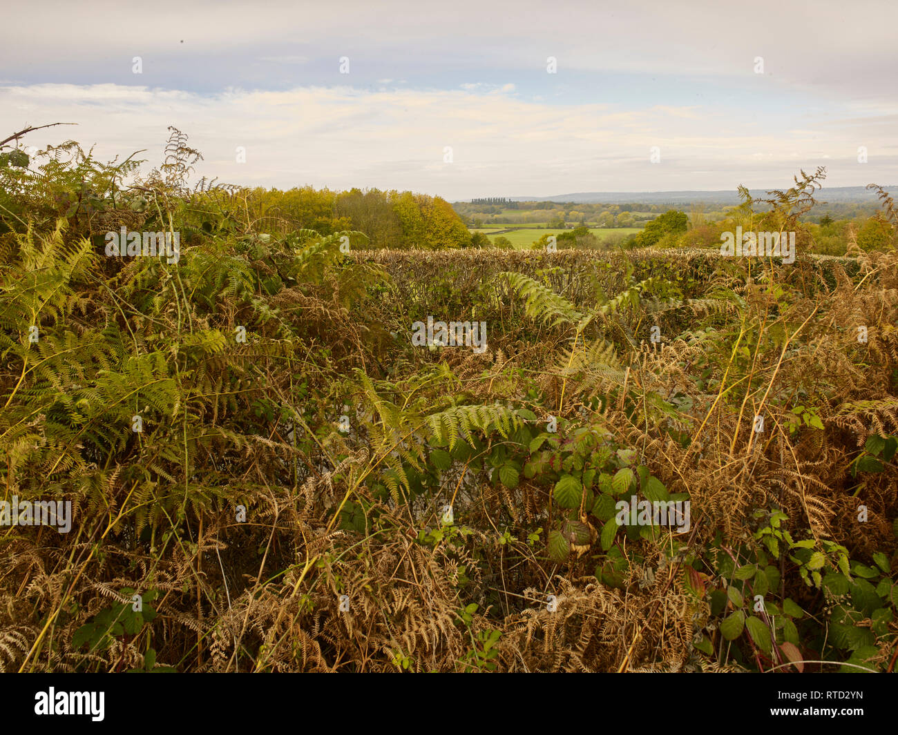 Tangled ferns as foreground to Kent farmland landscape, England, United ...