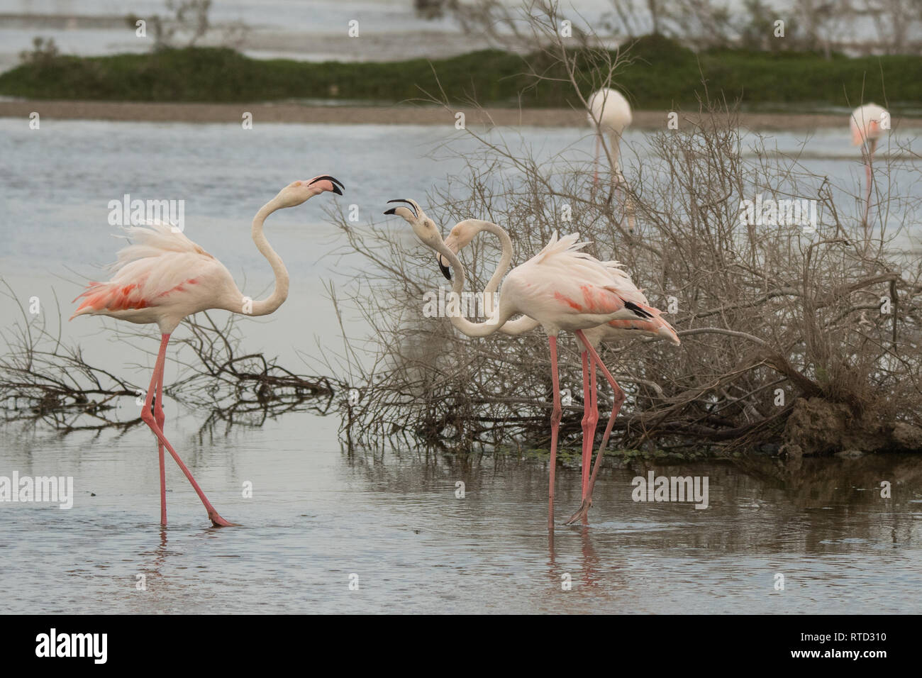 Greater flamingo / Phoenicopterus roseus. Ras al Khor Wildlife ...