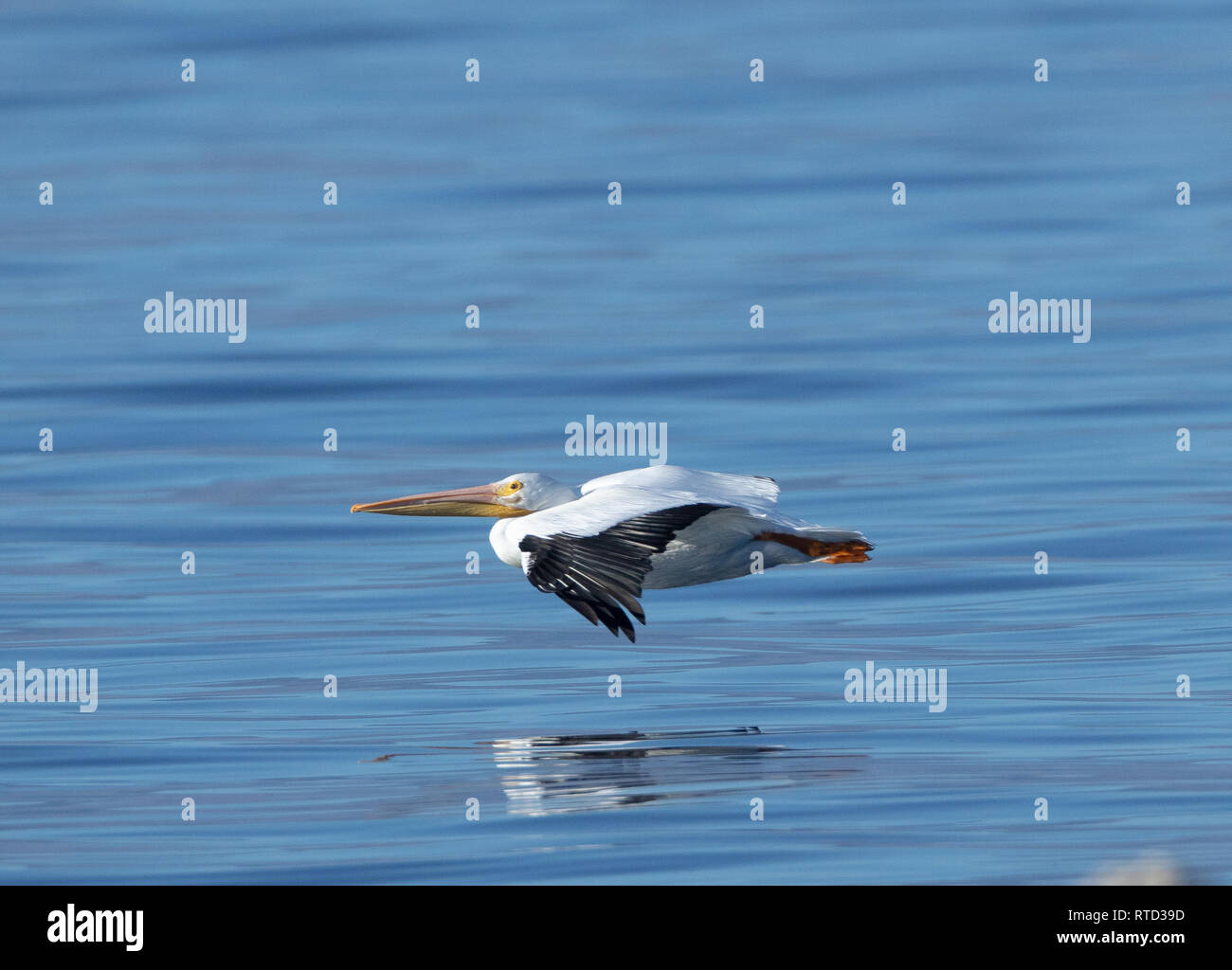 An American white pelican flying low over a The Salton Sea Stock Photo ...