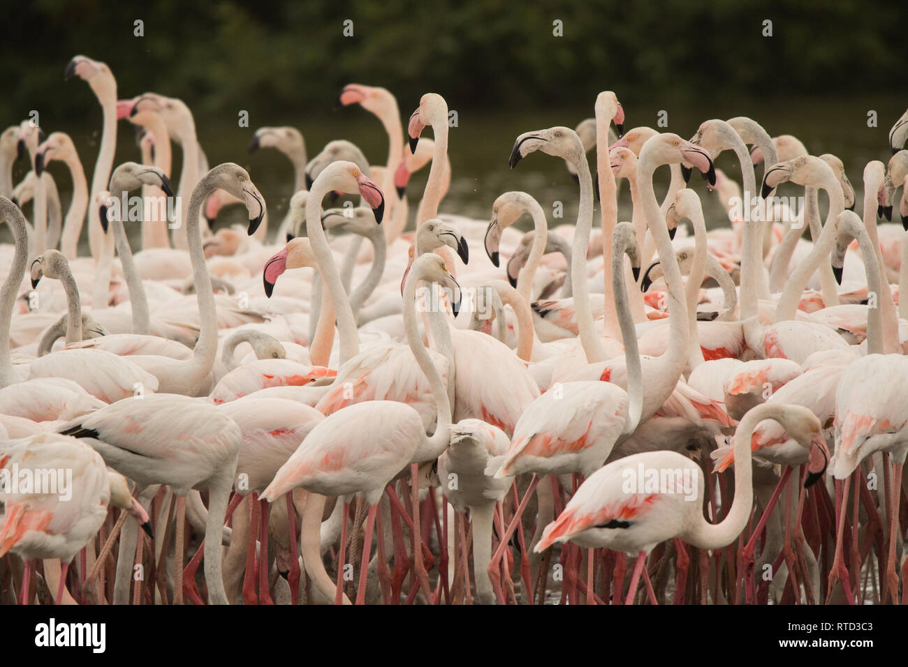 Greater flamingo / Phoenicopterus roseus. Ras al Khor Wildlife ...
