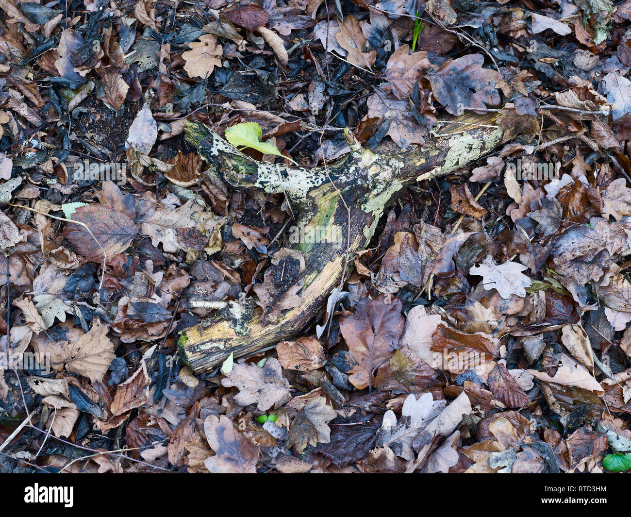 Illustrating Natures chaos with natural environment portraits Stock ...