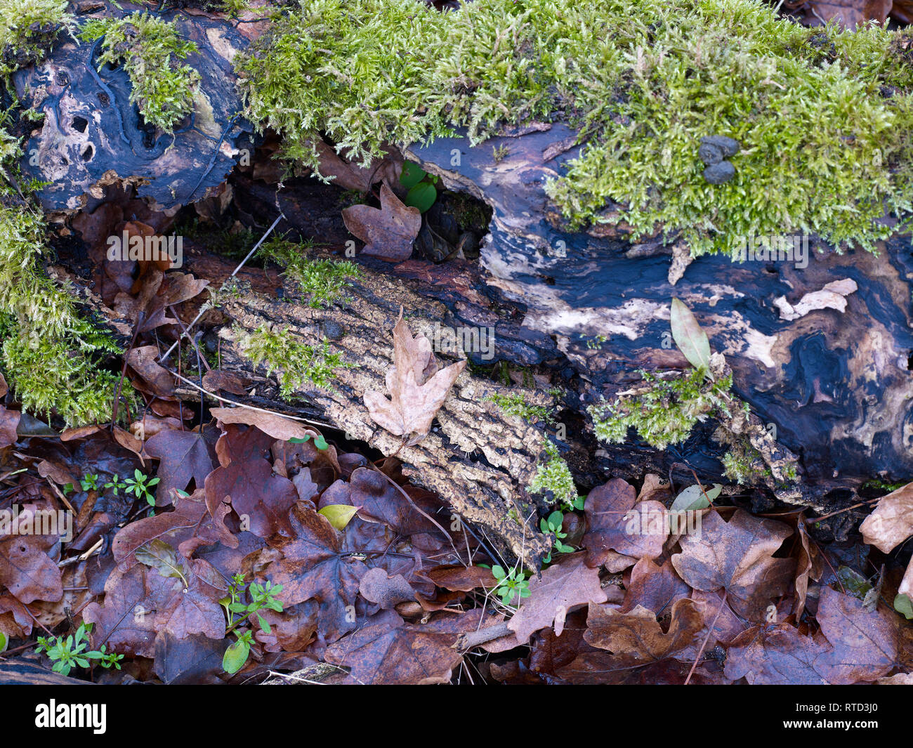 Illustrating Natures chaos with natural environment portraits Stock ...