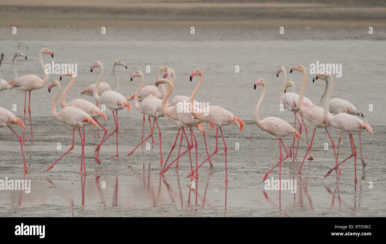 Greater flamingo / Phoenicopterus roseus. Ras al Khor Wildlife ...