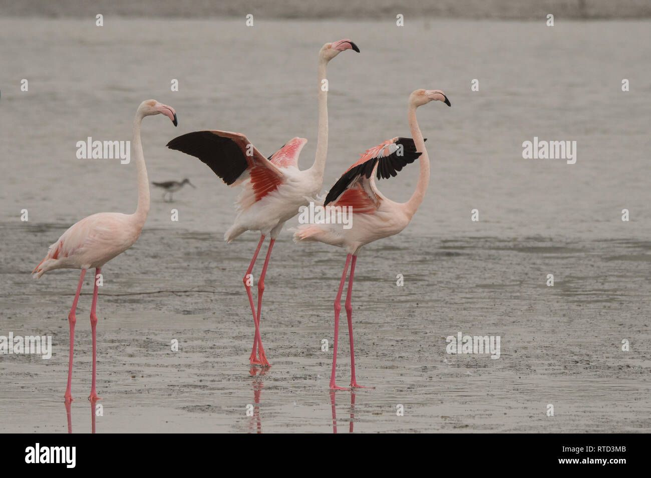 Greater flamingo / Phoenicopterus roseus. Ras al Khor Wildlife ...