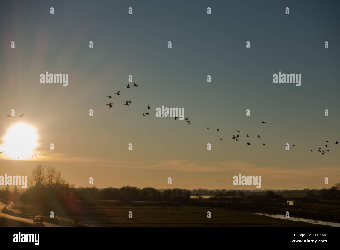 Flock of geese in flight at sunset. East Frisia. Lower Saxony. Germany ...