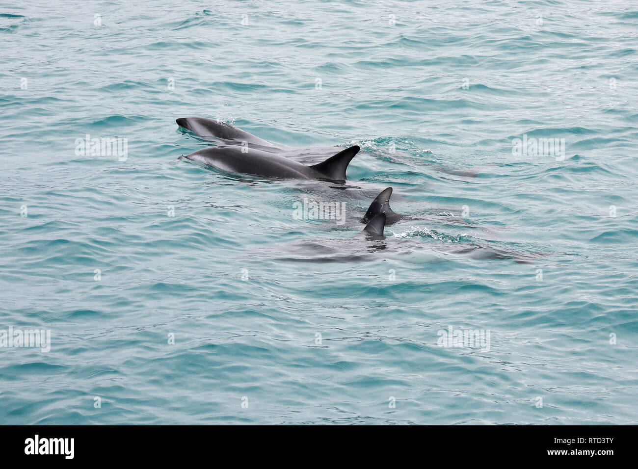 Dusky dolphin new zealand hi-res stock photography and images - Alamy