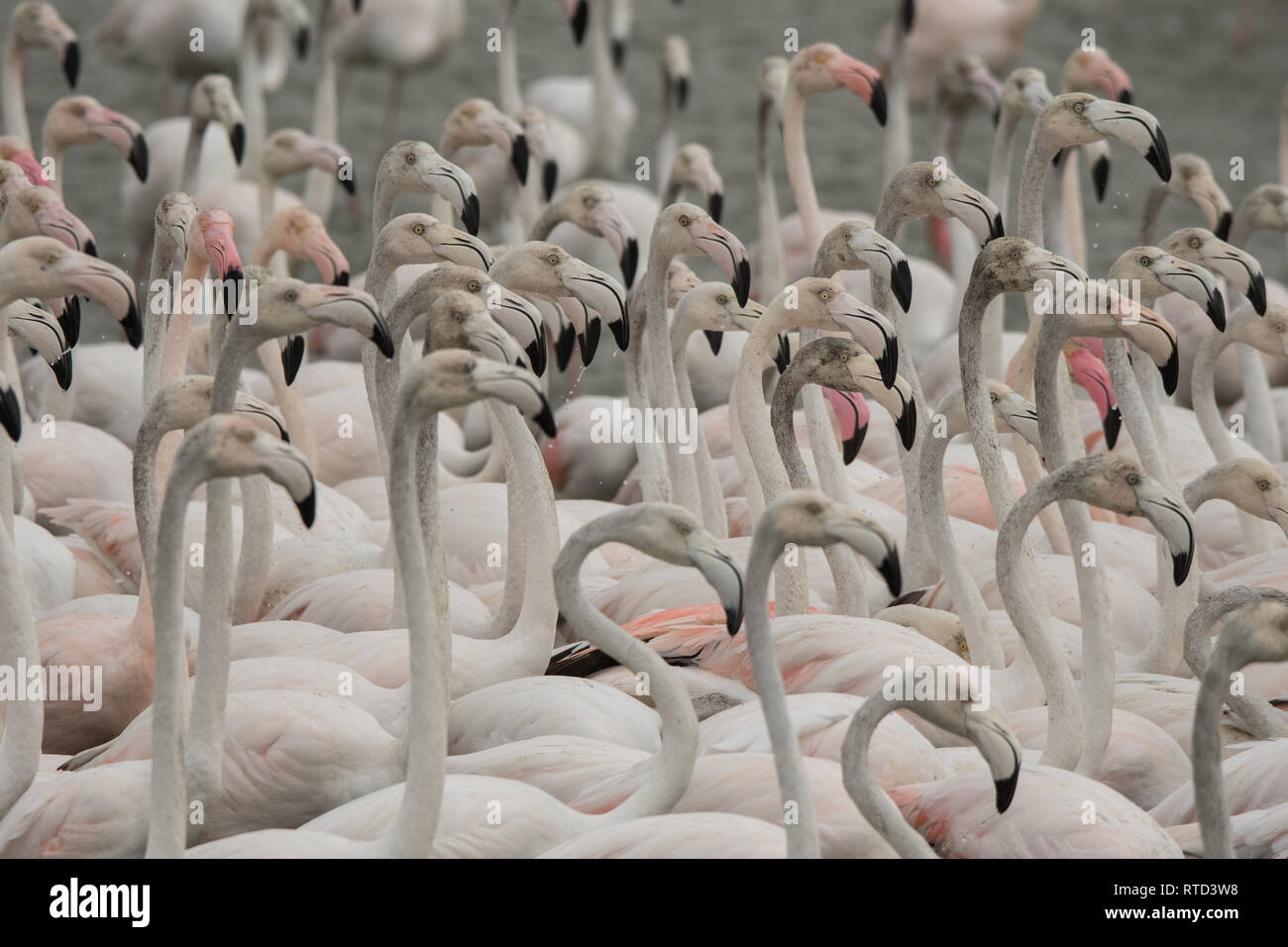 Greater flamingo / Phoenicopterus roseus. Ras al Khor Wildlife ...