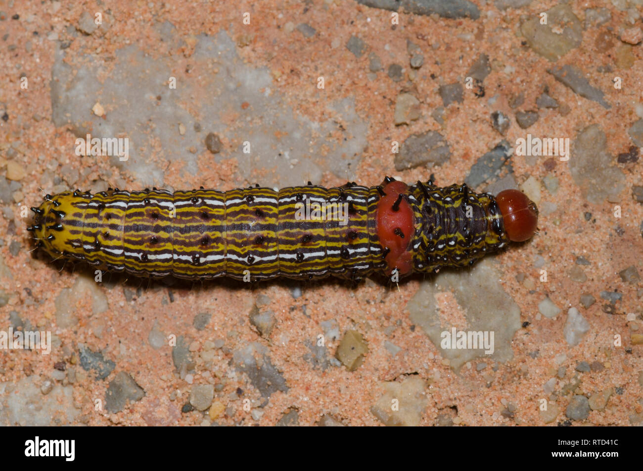 Prominent Moth, Symmerista sp., larva Stock Photo - Alamy