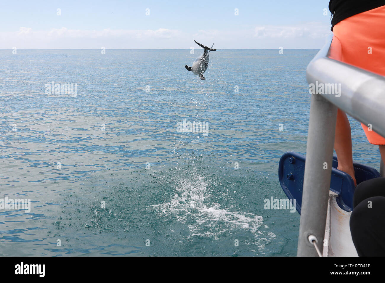 Dusky dolphins swimming and jumping in the Pacific Ocean just off the ...