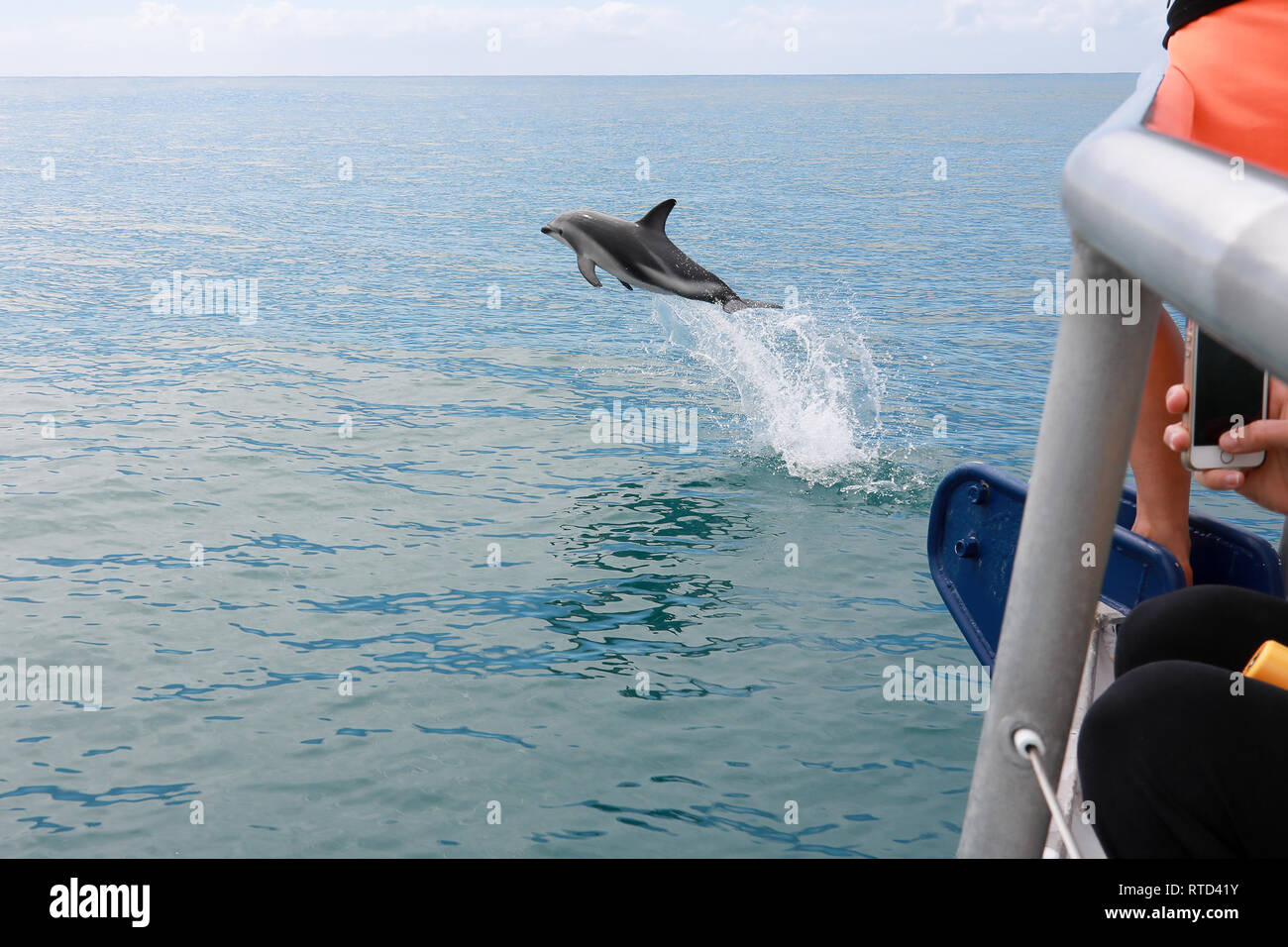 Dusky dolphins swimming and jumping in the Pacific Ocean just off the ...