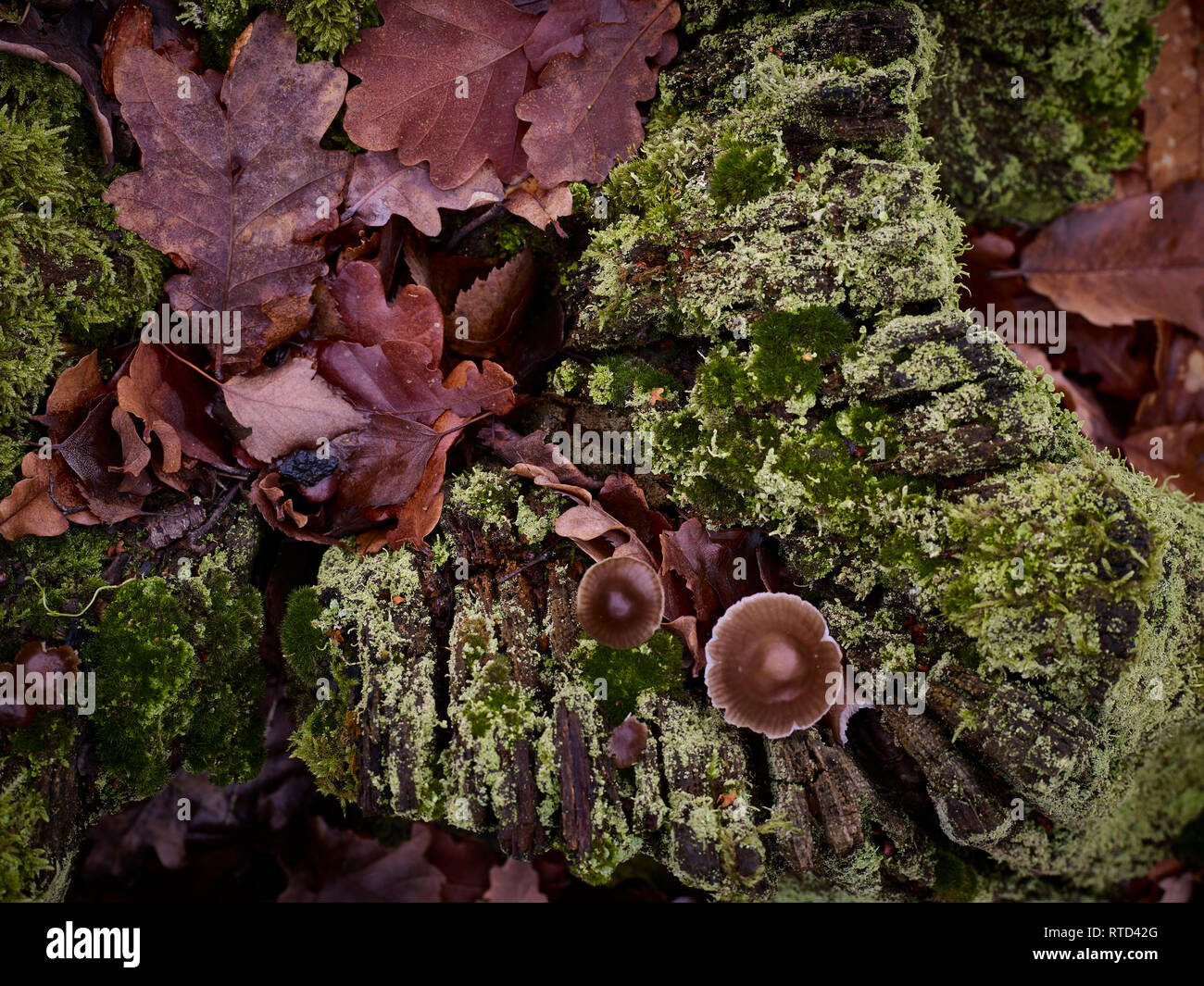 Rotting fabric hi-res stock photography and images - Alamy