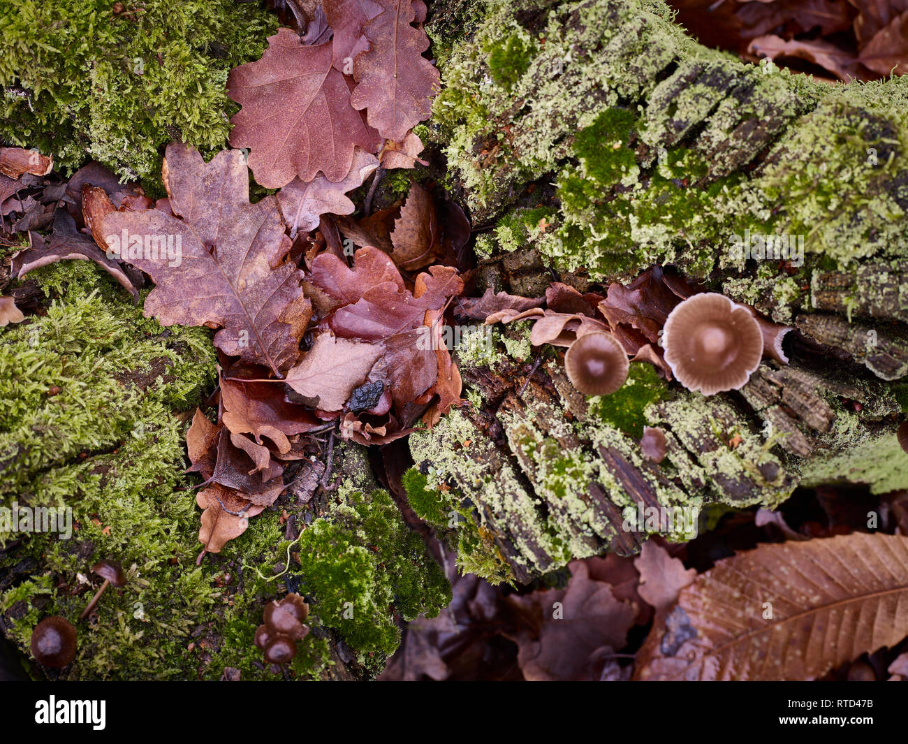 Rotting fabric hi-res stock photography and images - Alamy