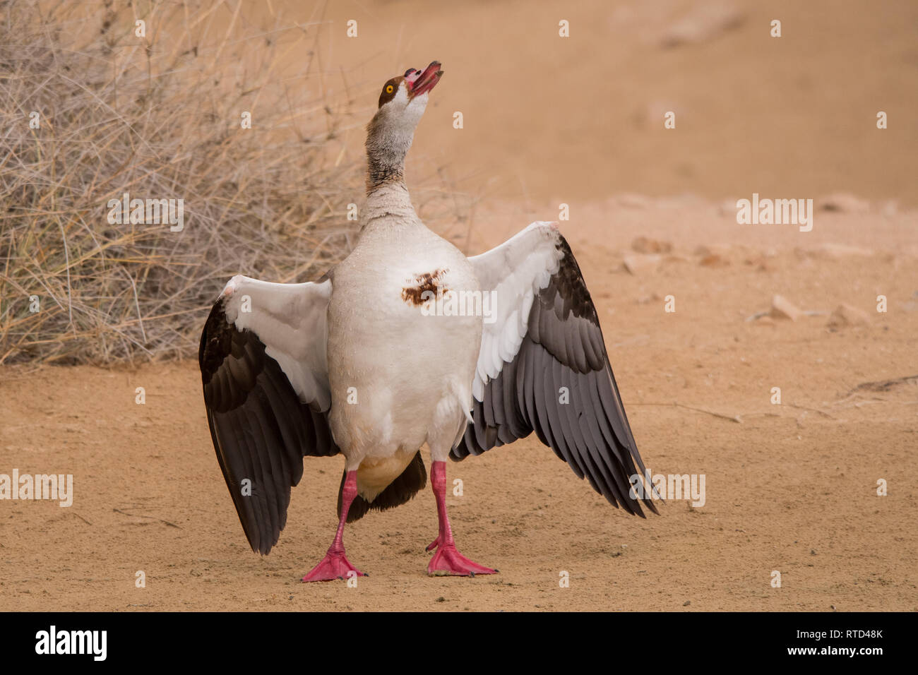 Egyptian goose / Alopochen aegyptiaca. Al Qudra lake. United Arab ...