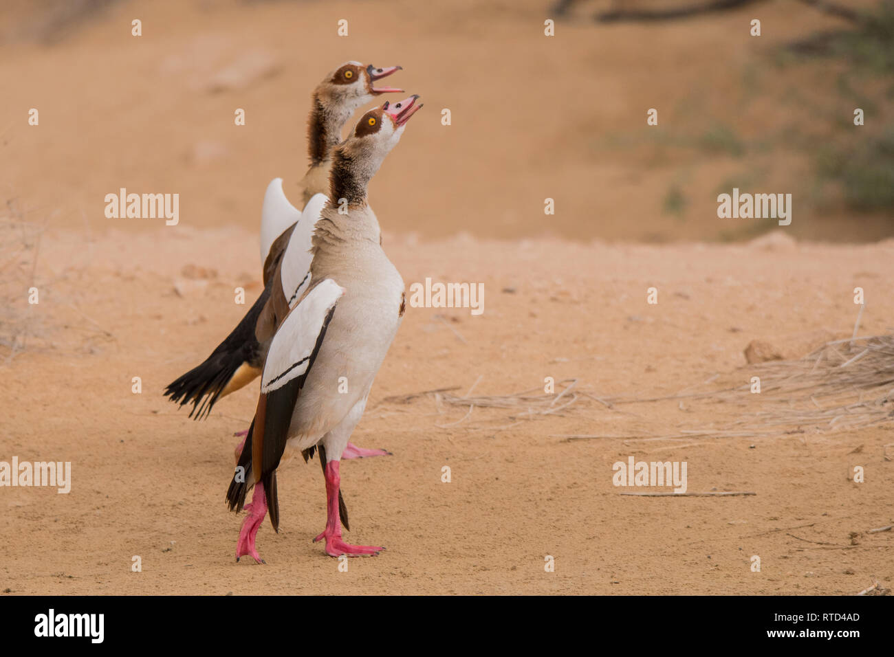 Egyptian goose / Alopochen aegyptiaca. Al Qudra lake. United Arab ...