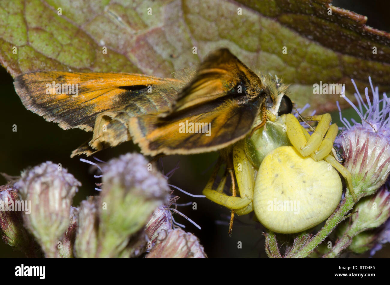 White-banded Crab Spider, Misumenoides formosipes, feeding on captured ...