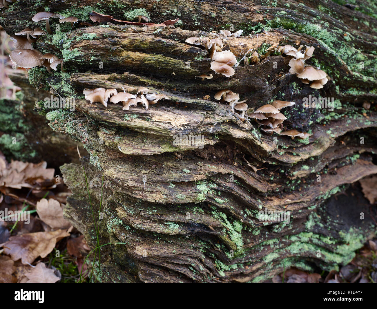 Illustrating Natures chaos with natural environment portraits Stock ...