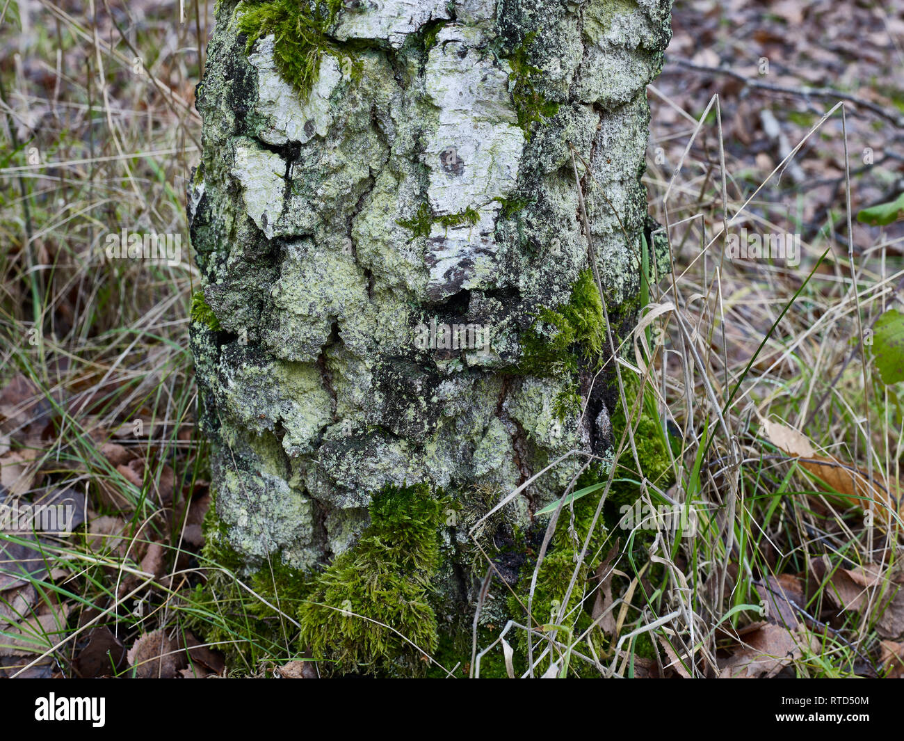Birch tree trunk in Bean country park, nature landscape abstract Stock ...