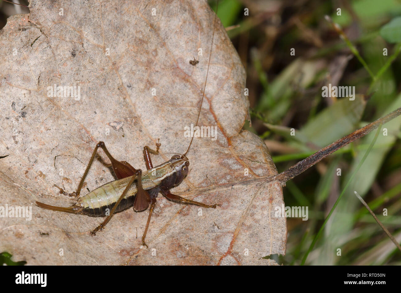 Woodland Meadow Katydid, Conocephalus nemoralis, female Stock Photo - Alamy