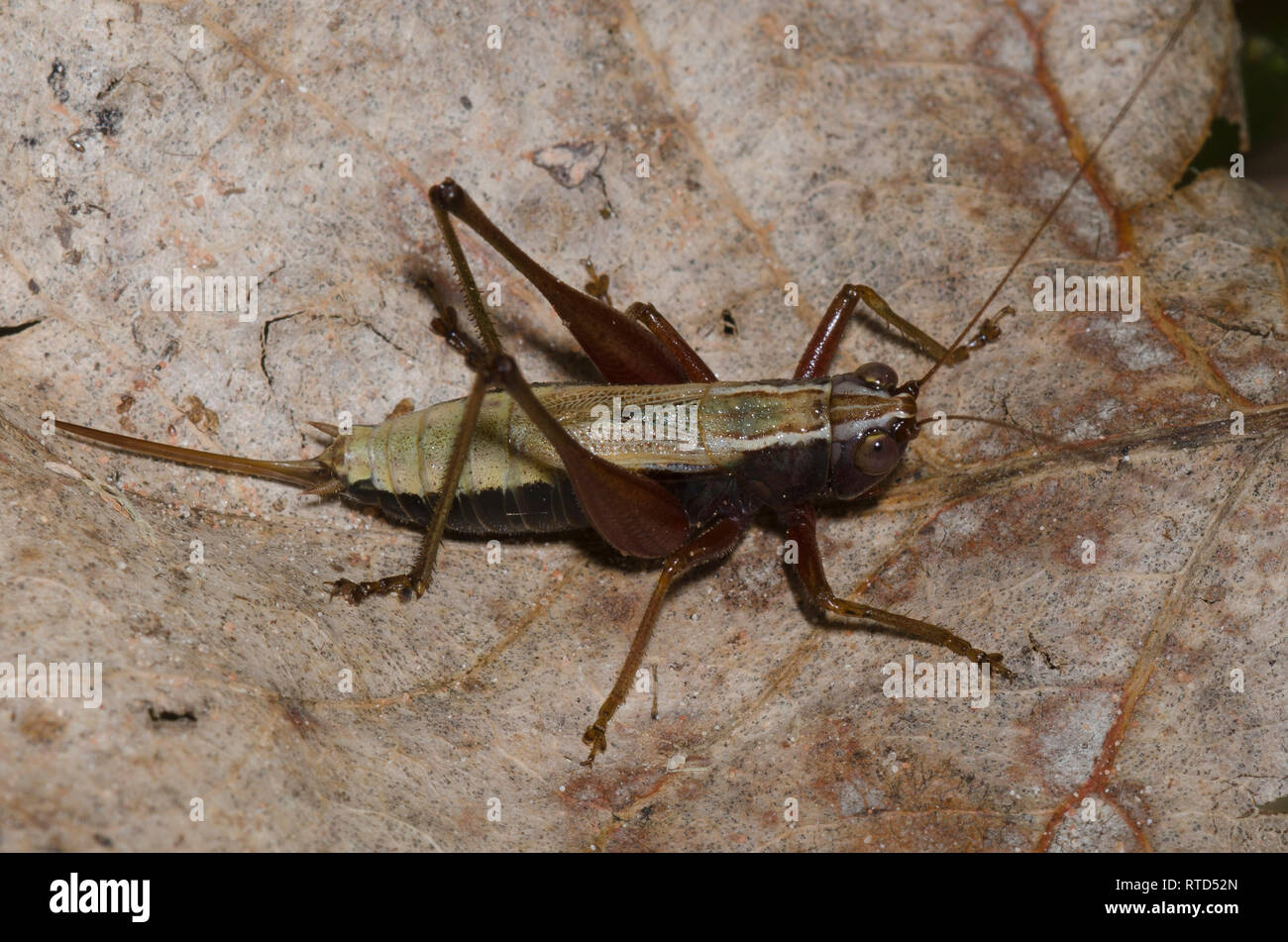 Woodland Meadow Katydid, Conocephalus nemoralis, female Stock Photo - Alamy