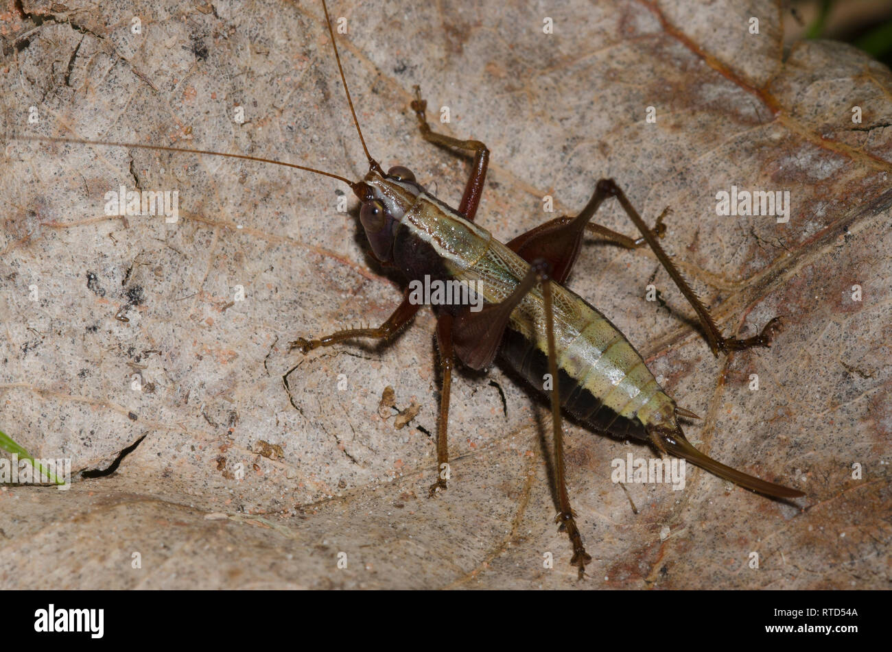Woodland Meadow Katydid, Conocephalus nemoralis, female Stock Photo - Alamy