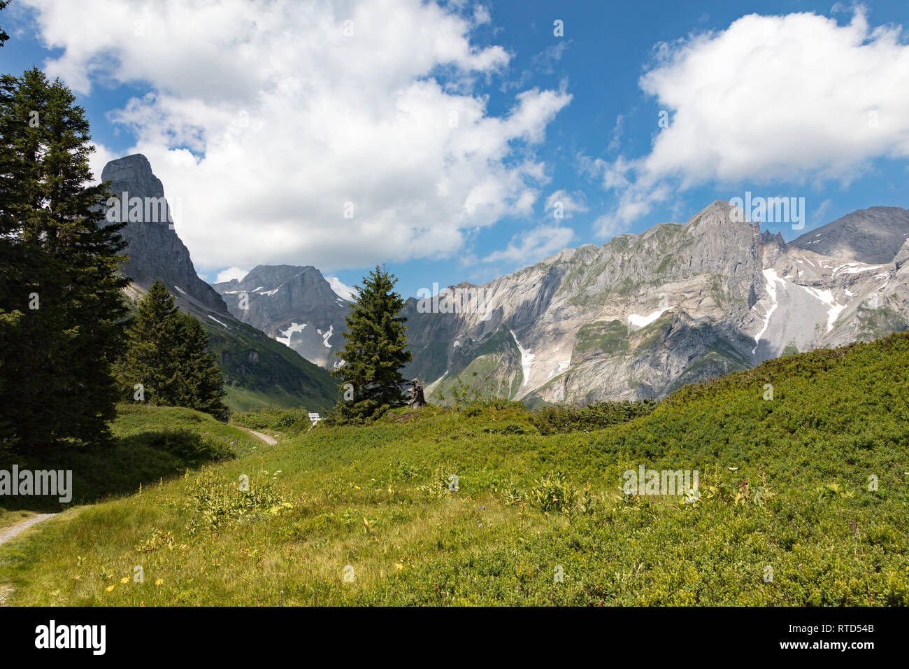 The Swiss Alps typical landscape, green meadow, trees and mountains ...