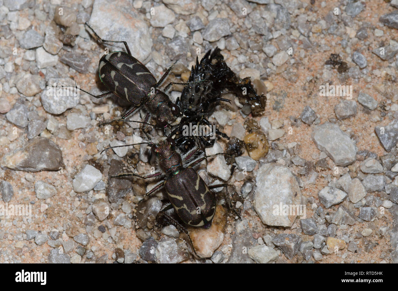 Oblique-lined Tiger Beetles, Cicindela tranquebarica, scavenging on ...