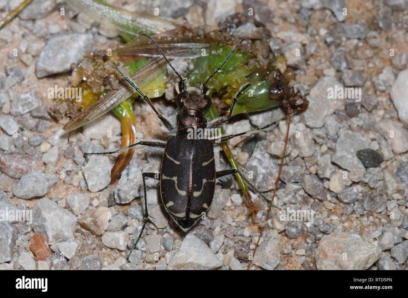 Oblique-lined Tiger Beetle, Cicindela tranquebarica, scavenging on ...