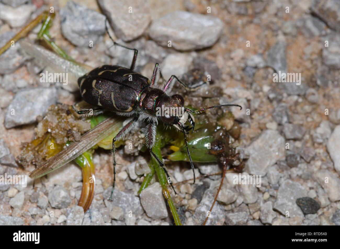 Oblique-lined Tiger Beetle, Cicindela tranquebarica, scavenging on ...