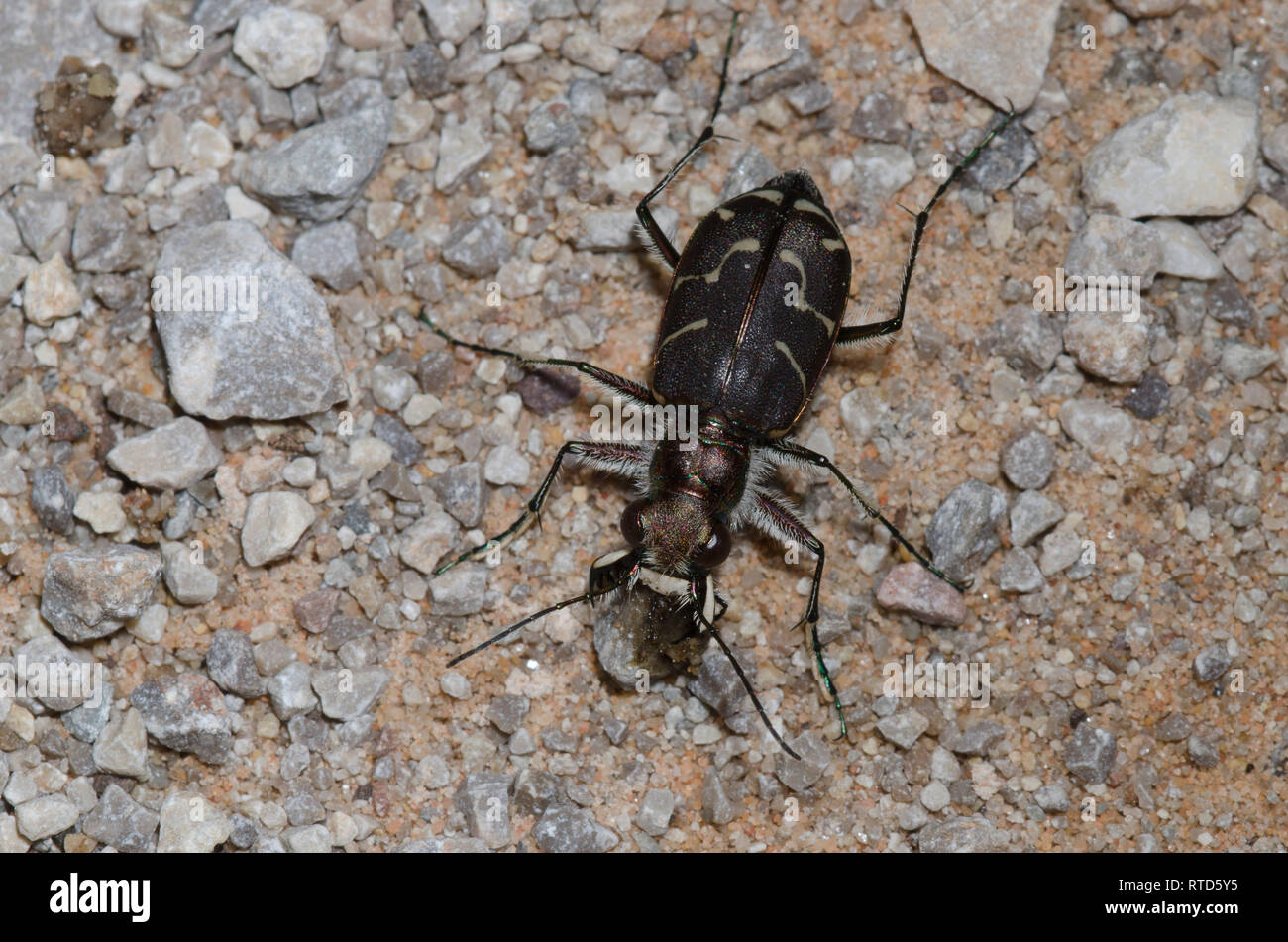 Oblique-lined Tiger Beetle, Cicindela tranquebarica, scavenging on ...