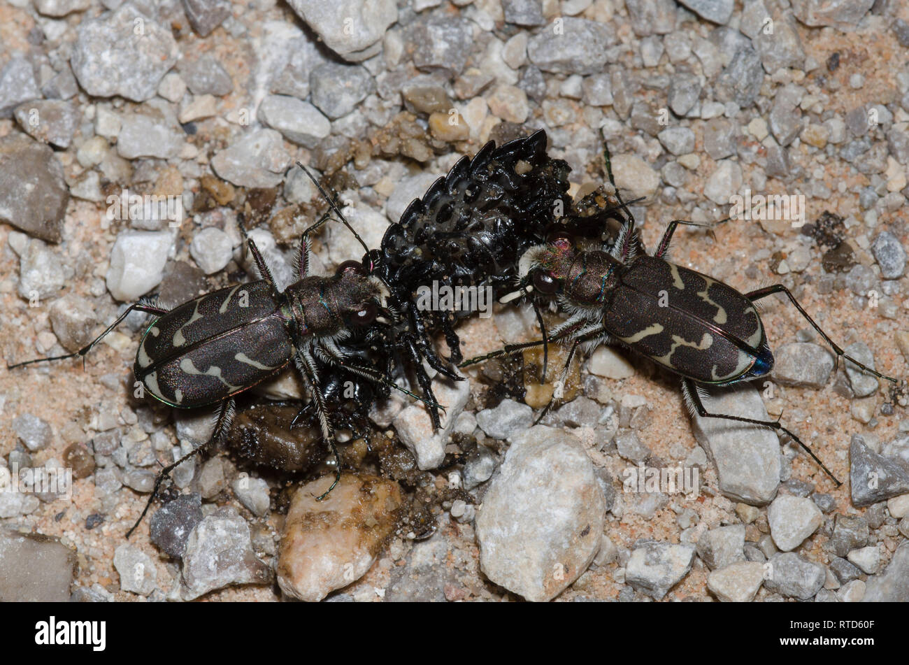 Oblique-lined Tiger Beetles, Cicindela tranquebarica, scavenging on ...