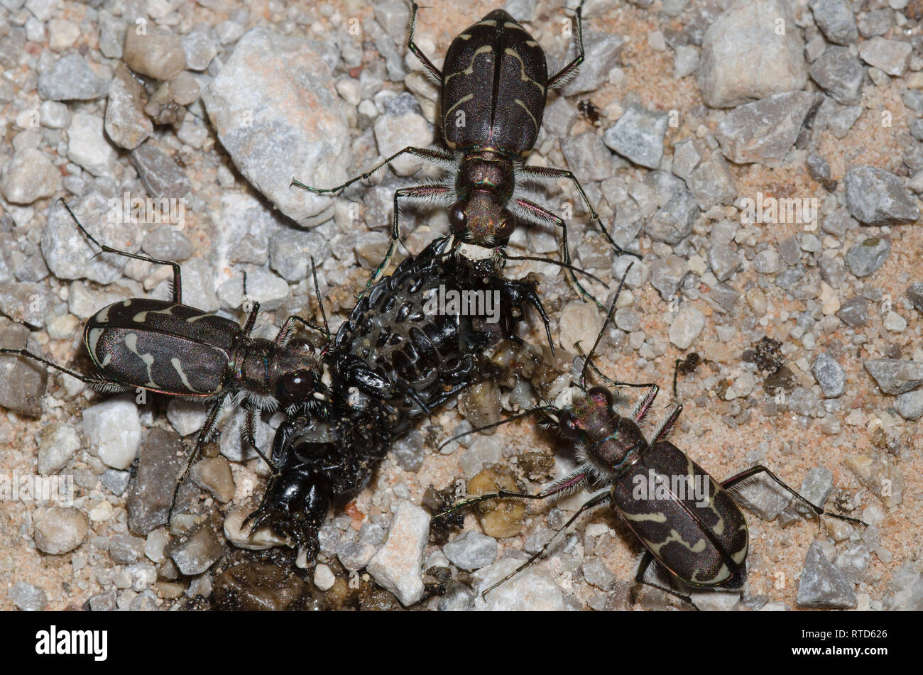 Oblique-lined Tiger Beetles, Cicindela tranquebarica, scavenging on ...