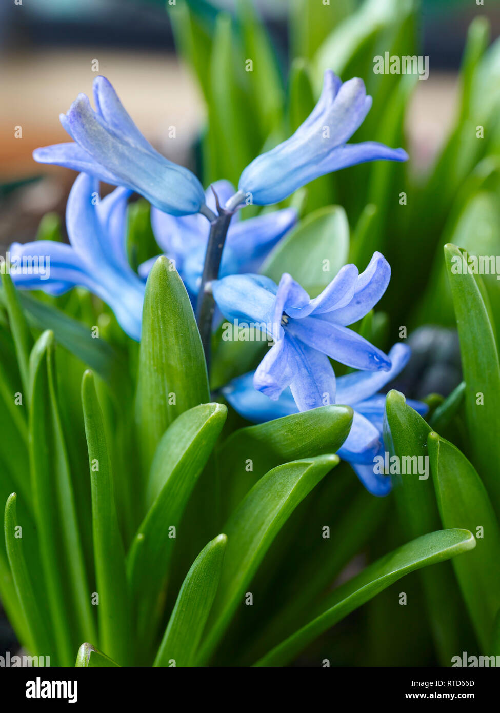 Blooming Hyacinth flowers in early spring in a London urban garden ...