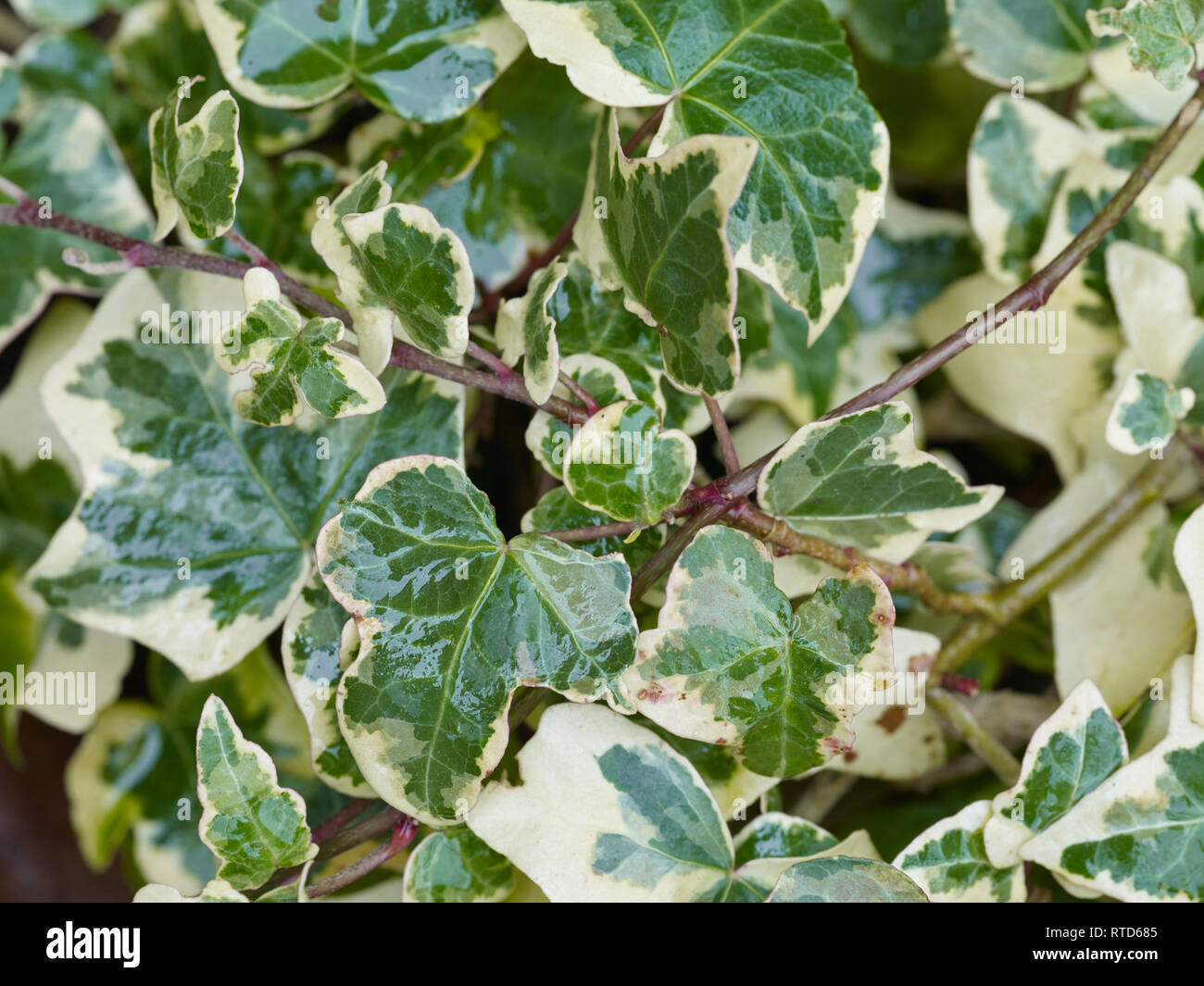 Close up of variegated ivy, natural abstract Stock Photo - Alamy