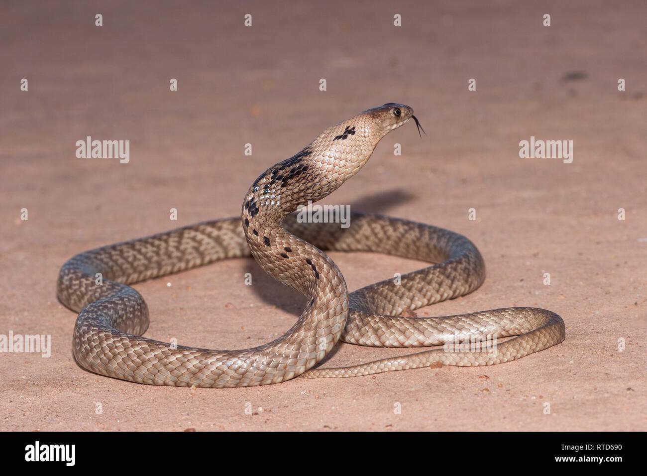 Strap snouted brown snake hi-res stock photography and images - Alamy