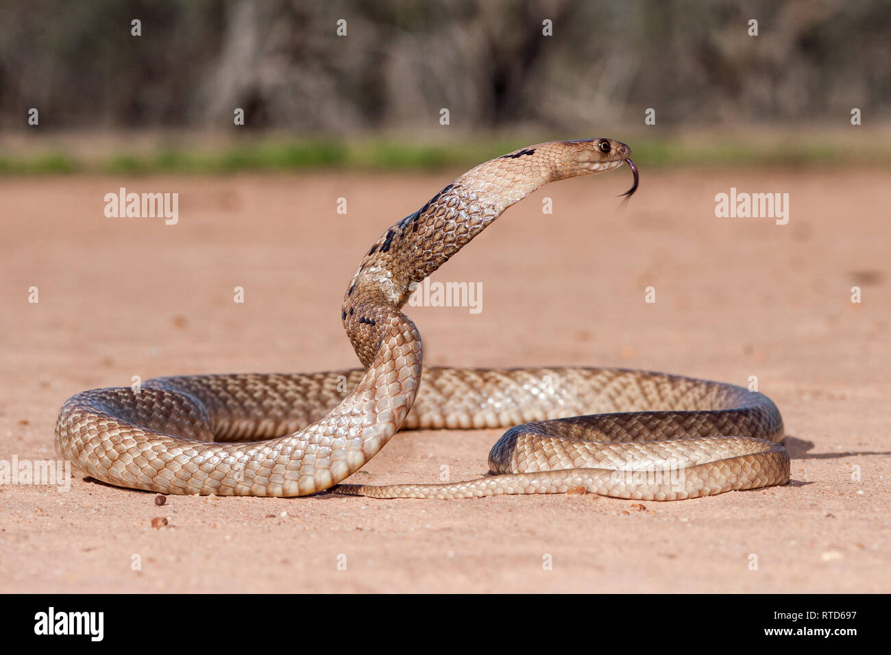 Strap-snouted Brown Snake Stock Photo - Alamy